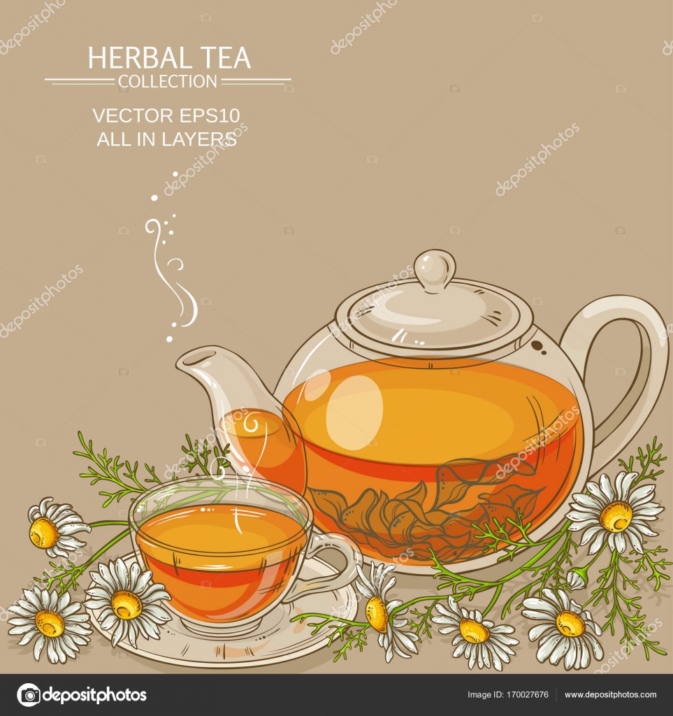 Chamomile tea illustration Stock Vector Image by ©cuttlefish84 #170027676