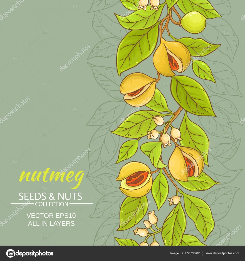 Nutmeg vector background Stock Vector Image by ©cuttlefish84 #172022702