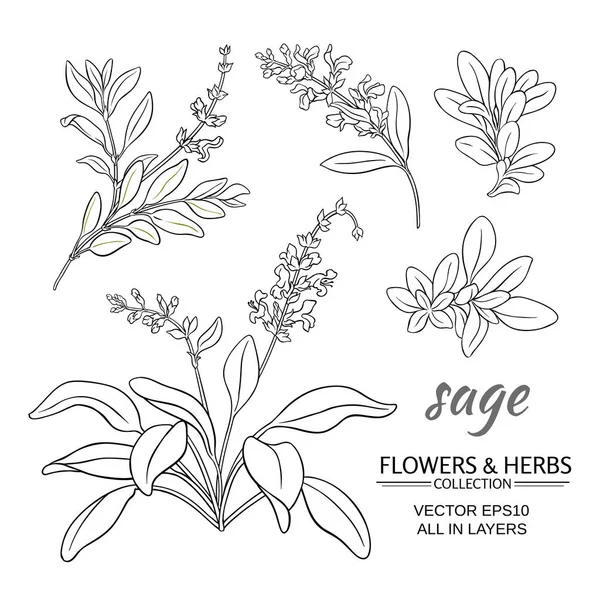 White sage illustration Vector Art Stock Images | Depositphotos