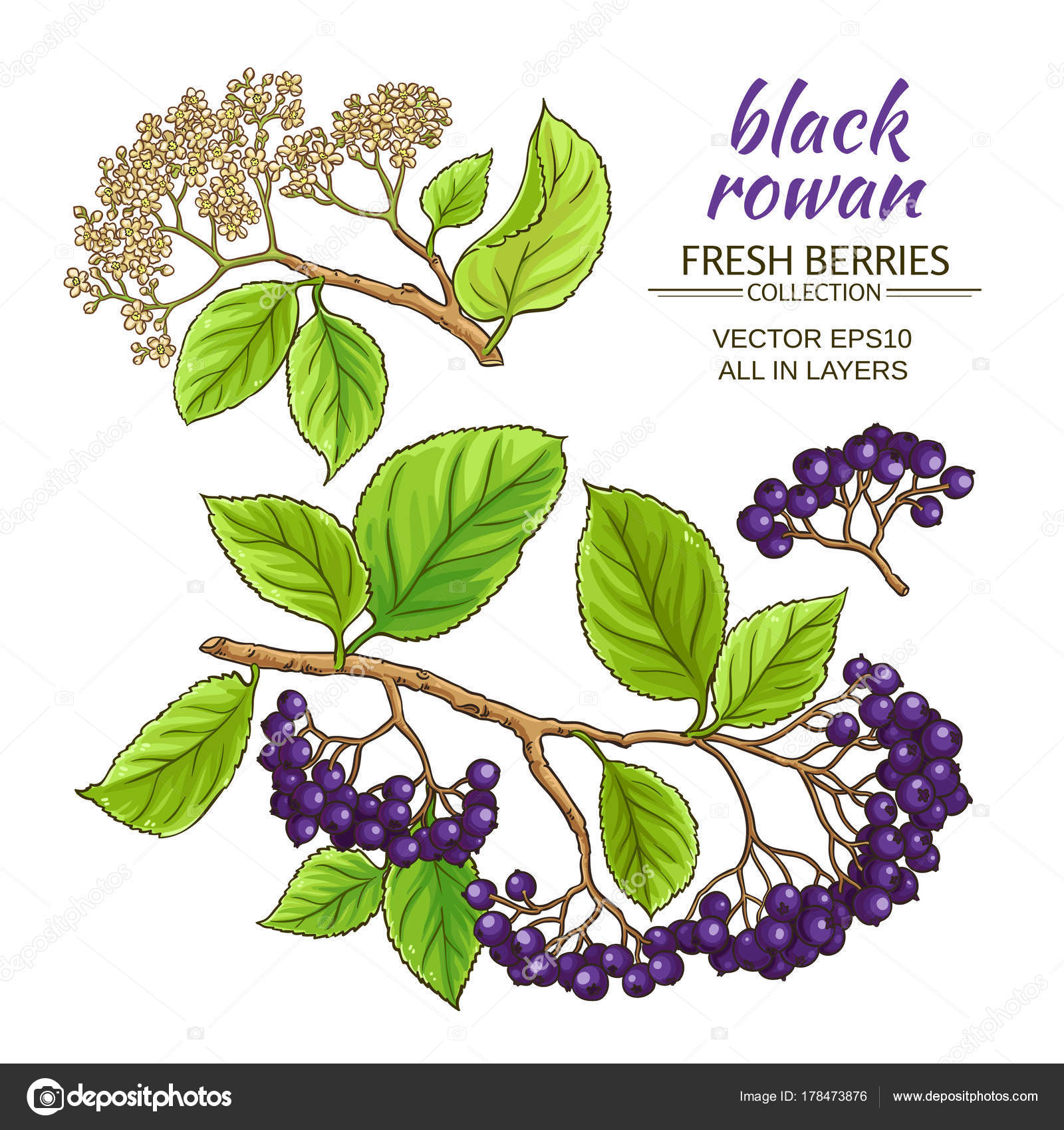Black rowan set Stock Vector by ©cuttlefish84 178473876