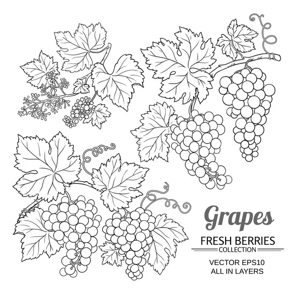 Grape vine, grape, calligraphy text hand drawn vector illustration ... Grape vine, grape, calligraphy text hand drawn vector illustration ...