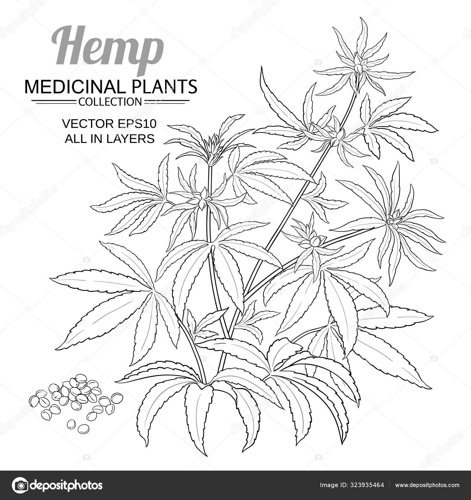 Hemp vector set Stock Vector Image by ©cuttlefish84 #323935464