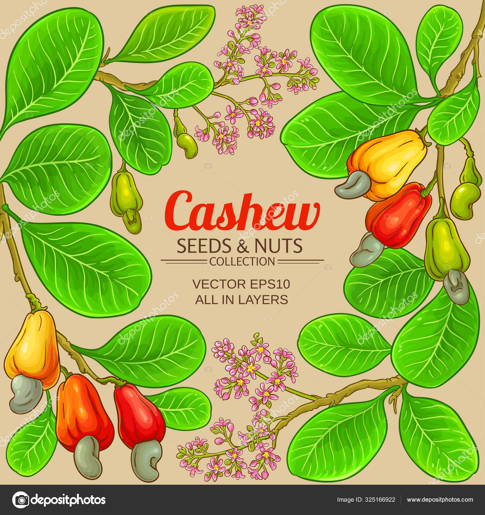Anacardo vector marco Vector de stock por ©cuttlefish84 325166922