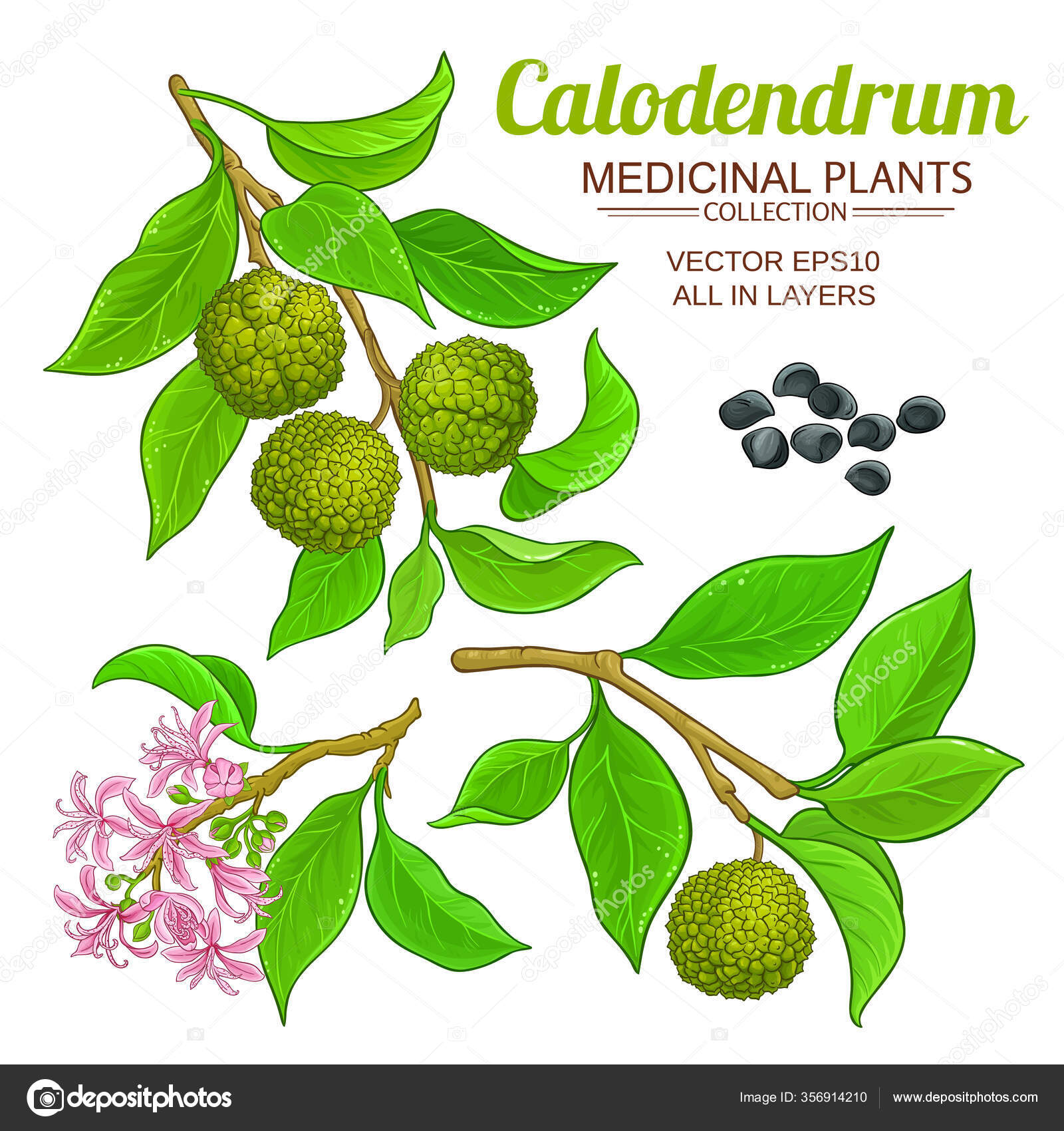 Calodendrum Vector Set White Background Stock Vector by ©cuttlefish84 ...