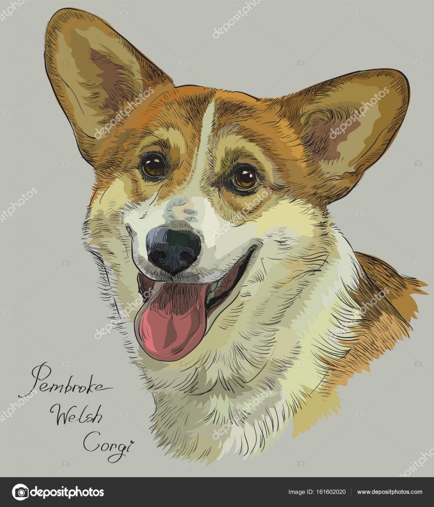 Corgi Face Drawing