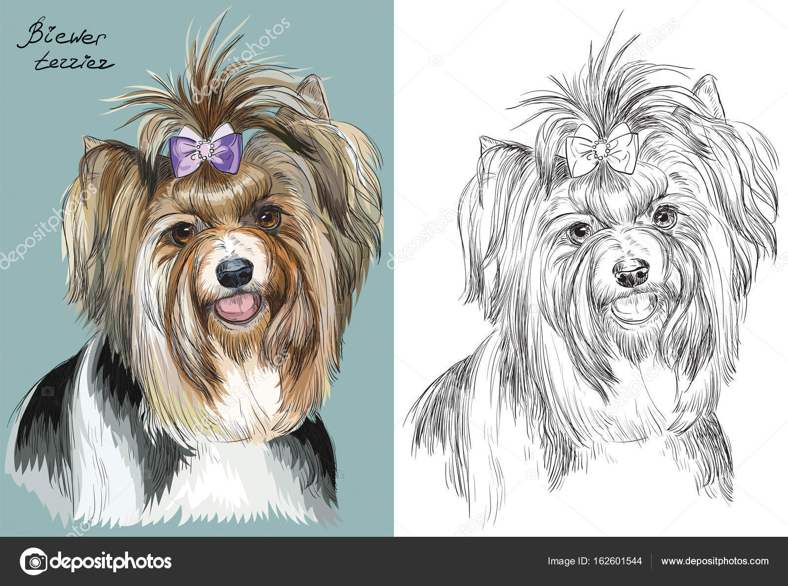 Colorful and monochrome hand drawing vector portrait of Biewer t Stock ...