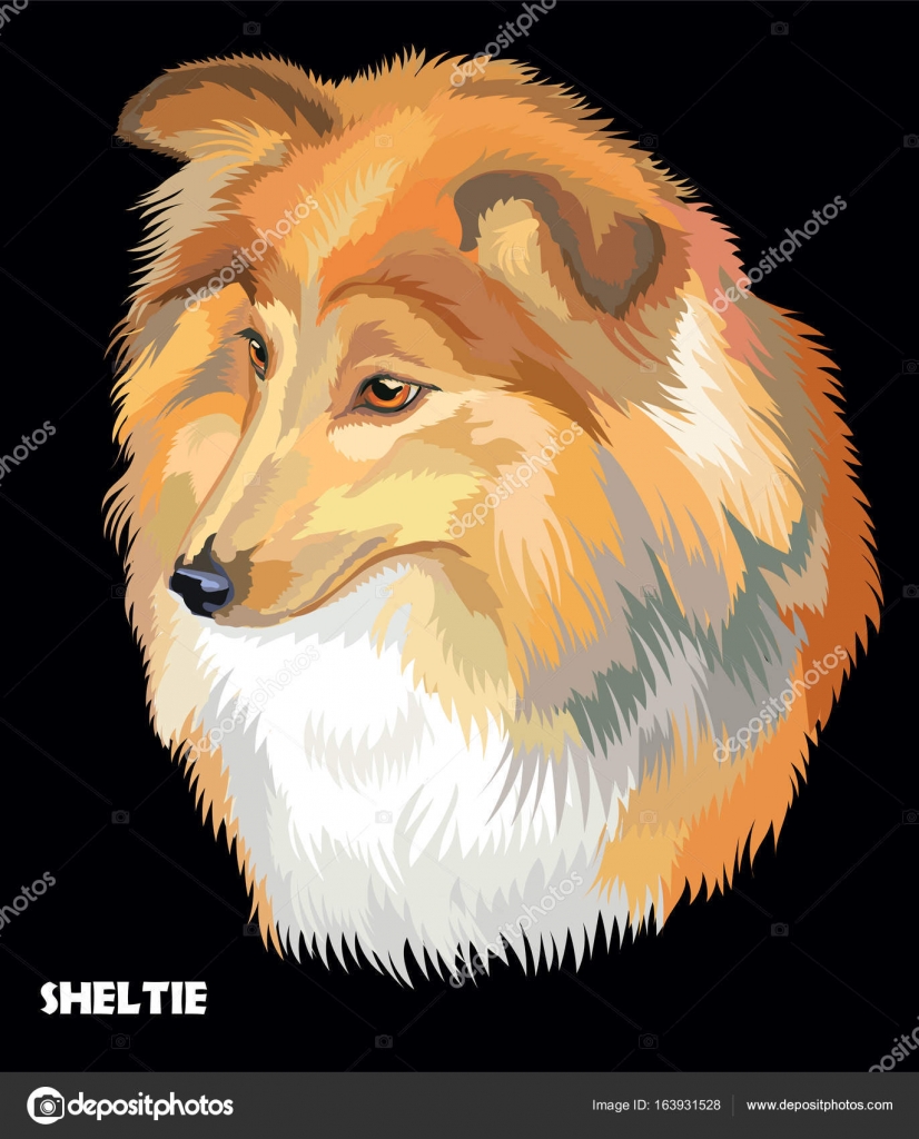Sheltie colorful vector portrait Stock Vector Image by ©Alinart #163931528