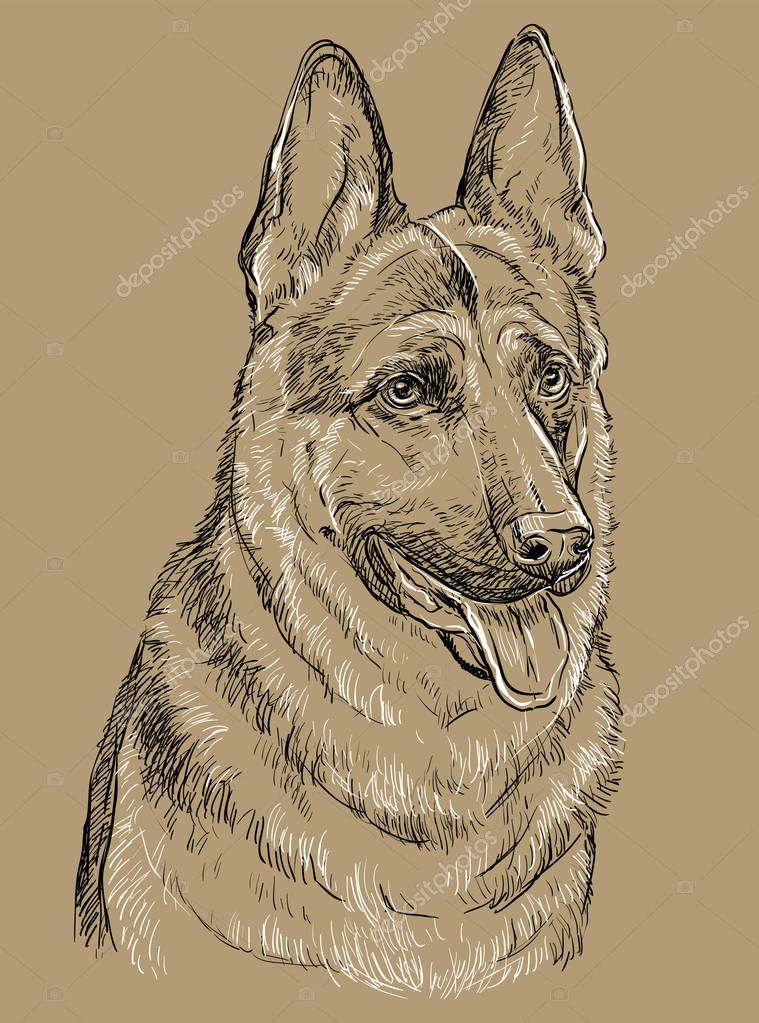 Beige tedesco Pastore vettoriale mano disegno ritratto - Vettoriale ...