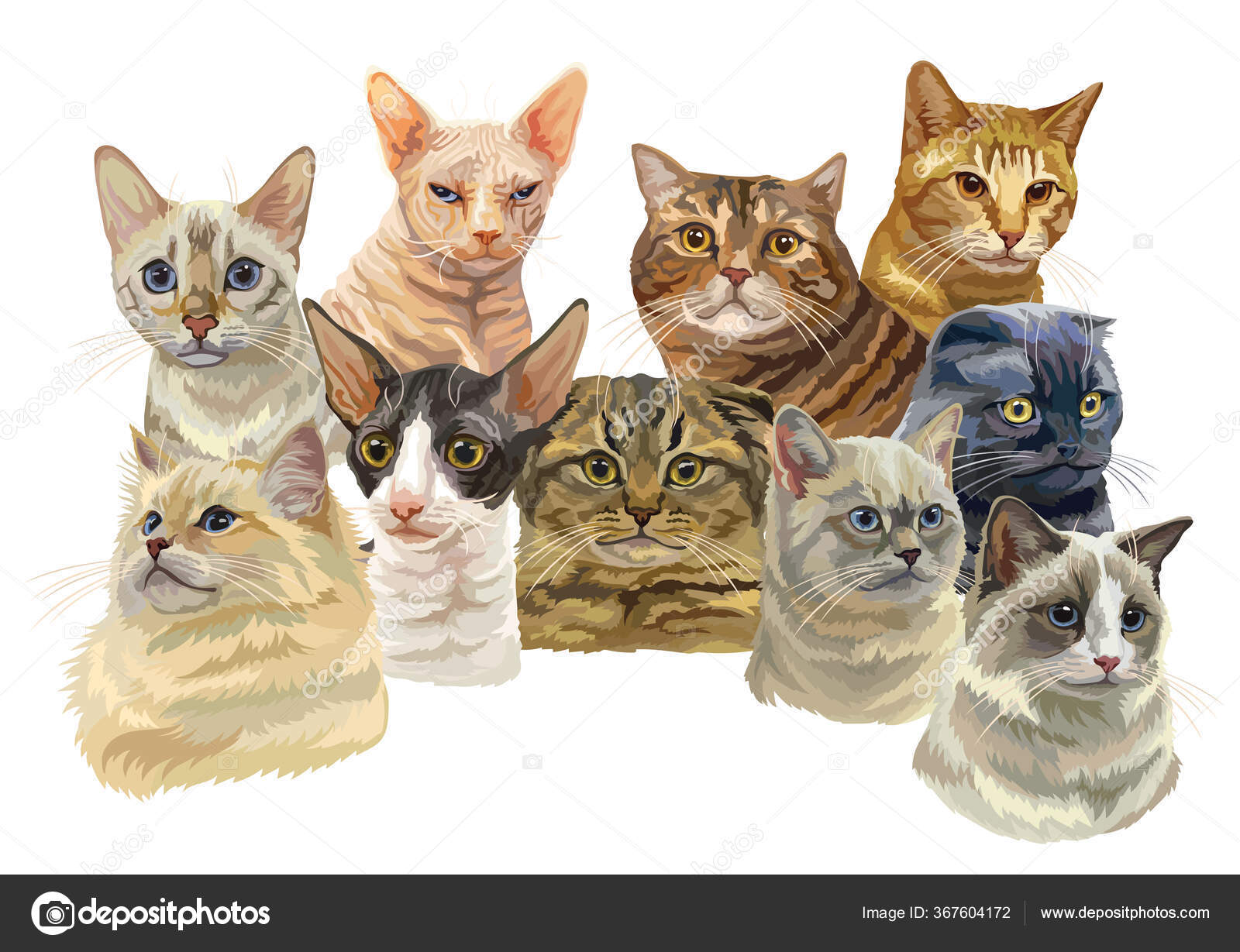 Vector Horizontal Illustration Different Cats Breeds Portraits Isolated ...