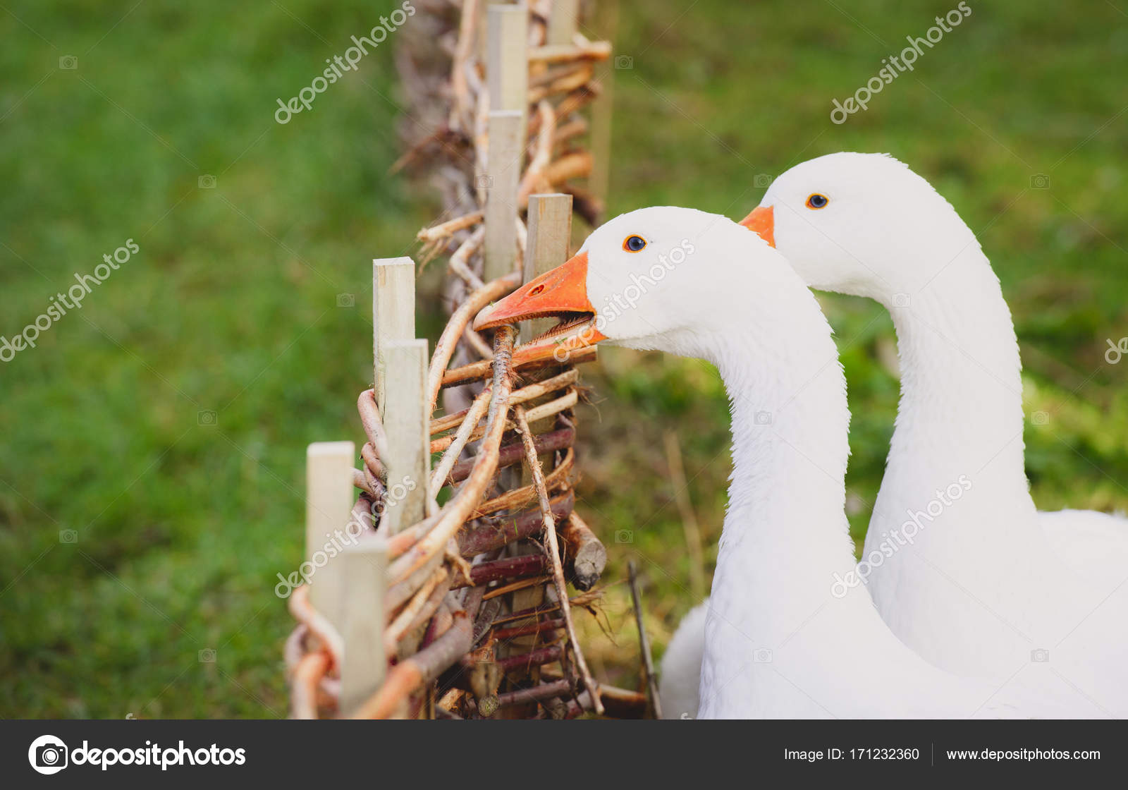 White goose biting a fence — Stock Photo © YesPhotographers #171232360