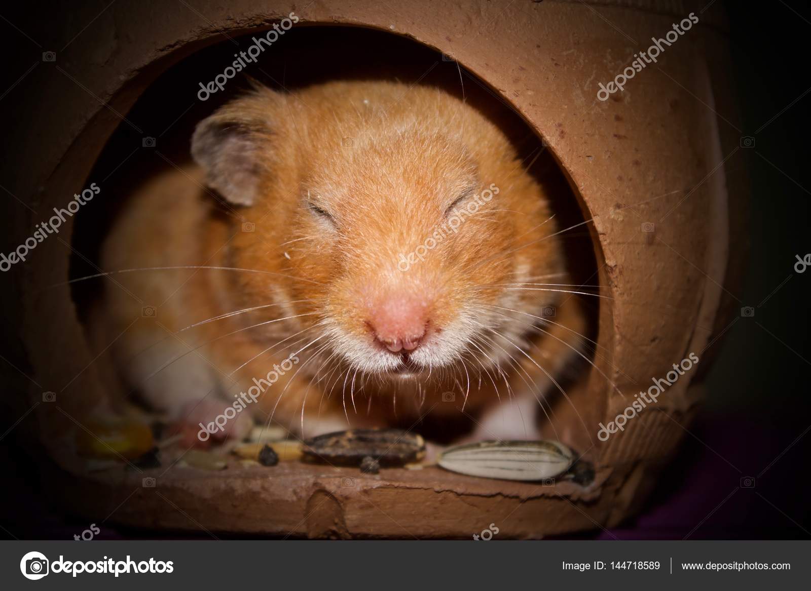 Female syrian hamster waking up Stock Photo by ©ichimaru@windowslive ...