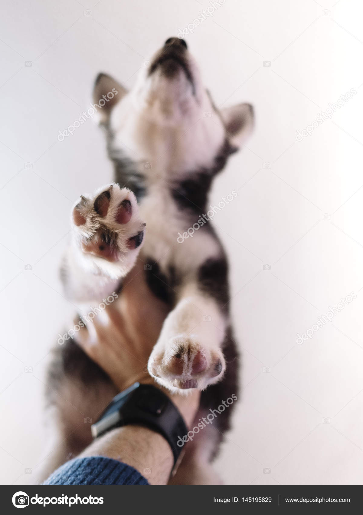 Hand raising a puppy Siberian Husky — Stock Photo © karrastock.gmail ...