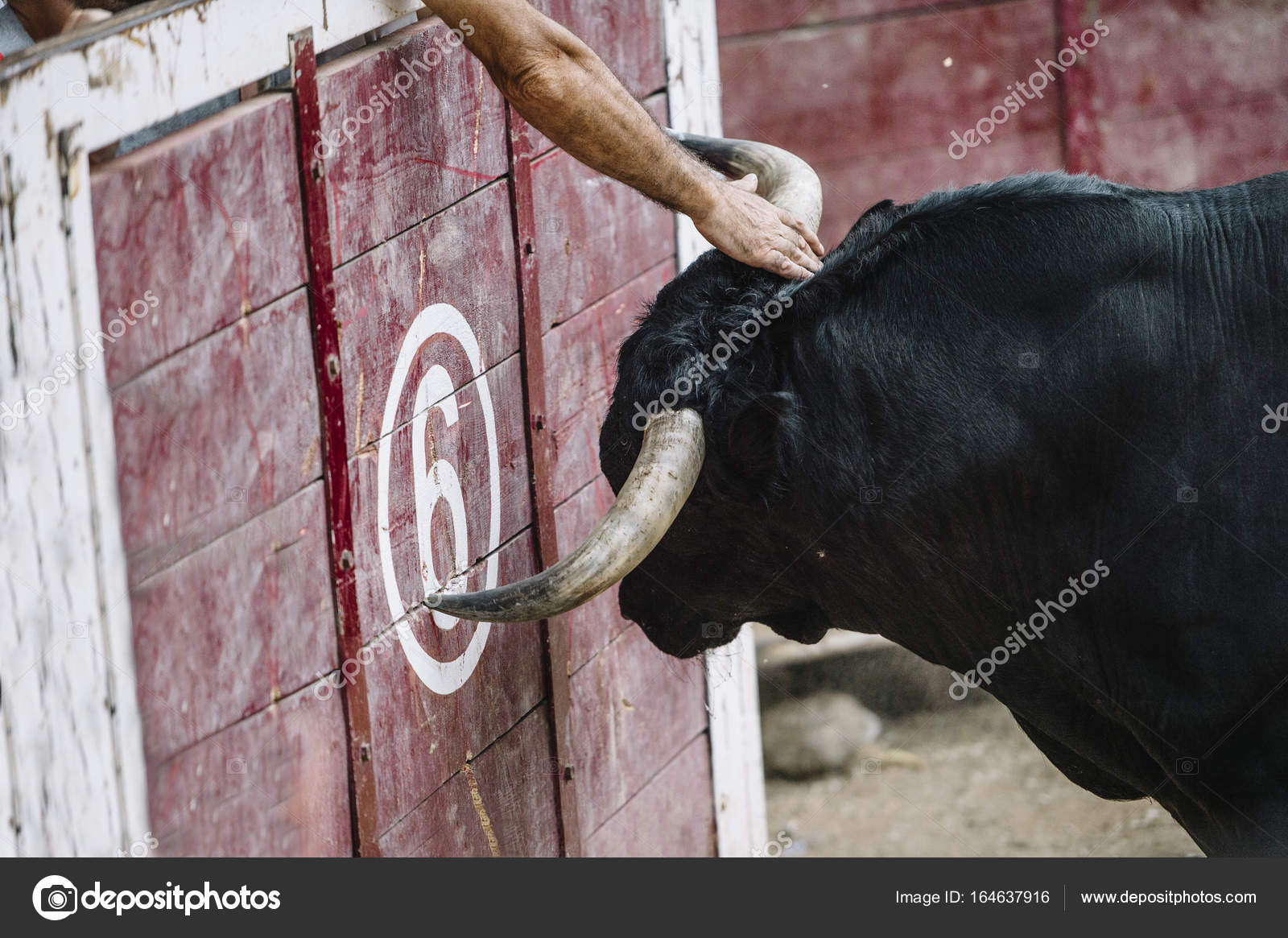 Bull in a bullring. — Stock Photo © karrastock.gmail.com #164637916