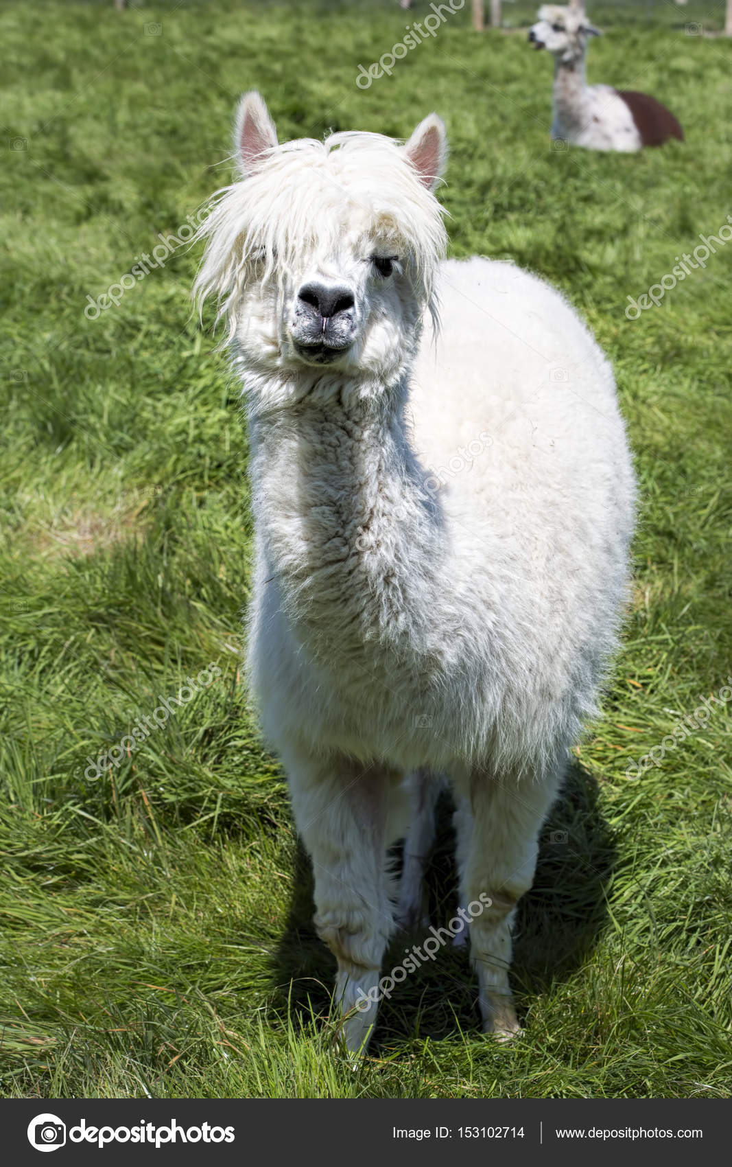 White lama alpaca Stock Photo by ©bartoszluczak.yahoo.com 153102714