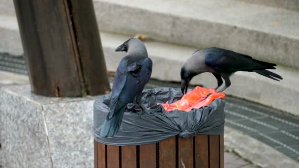 6,433 Crow Videos, Royalty-free Stock Crow Footage | Depositphotos