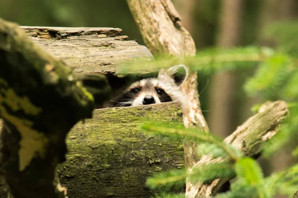 Peeking Animal