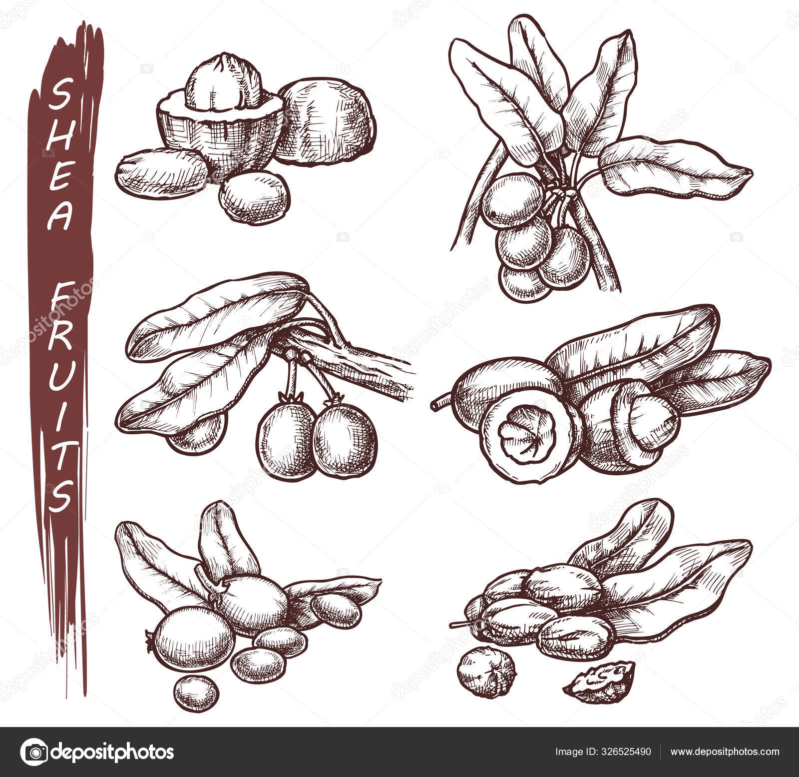 Vector sketch of shea fruits, shea tree seeds Stock Vector by ©Gendzi ...