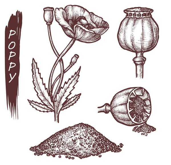 Opium Plant Drawing