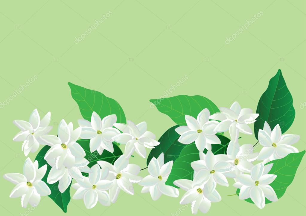 Jasmine Flower Wallpaper