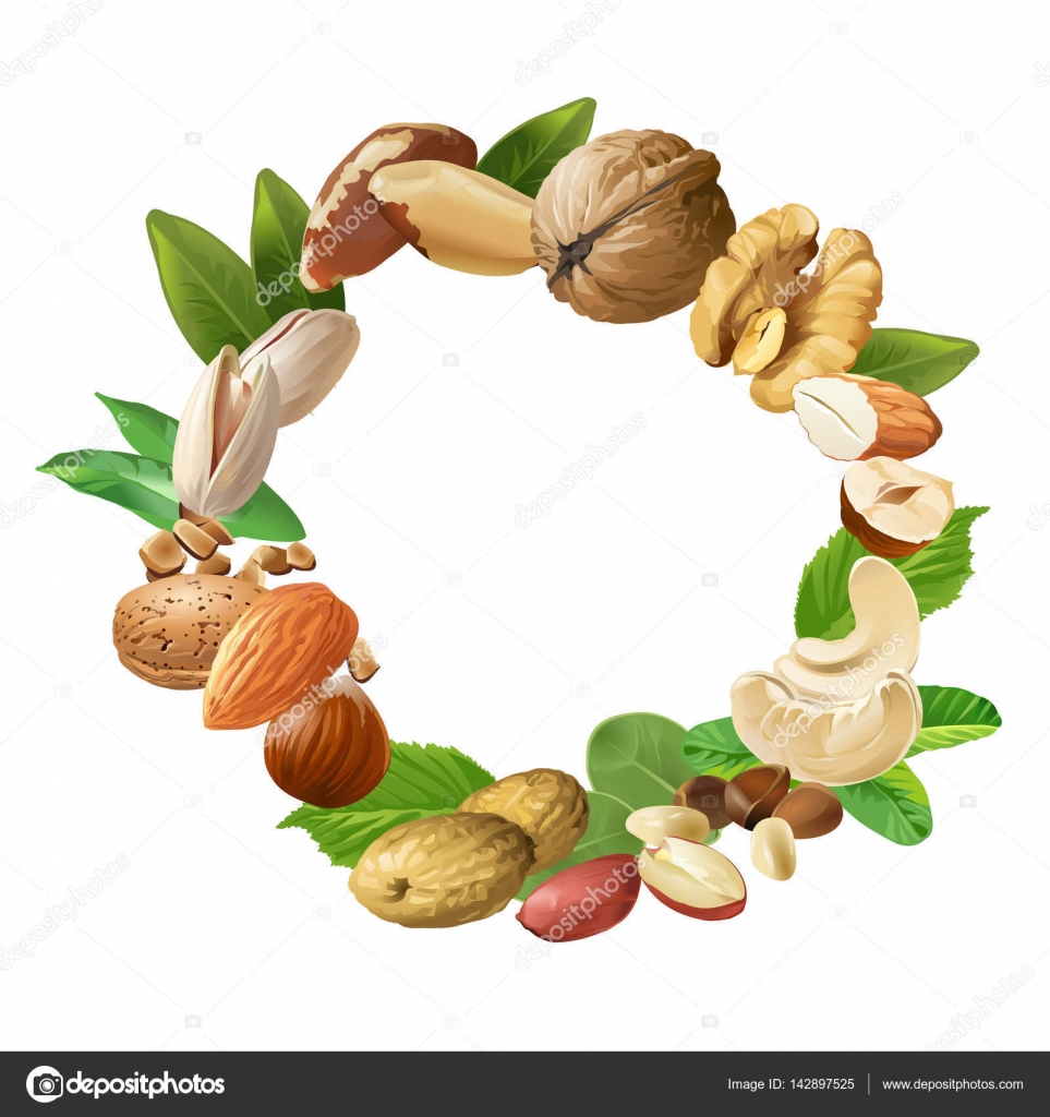 Vector illustration of nuts Stock Vector by ©vectorpocket 142897525