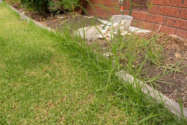 Overgrown lawn Stock Photos, Royalty Free Overgrown lawn Images ...