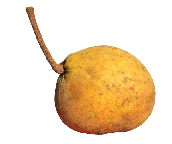 Pipa brasil Stock Photos, Royalty Free Pipa brasil Images | Depositphotos