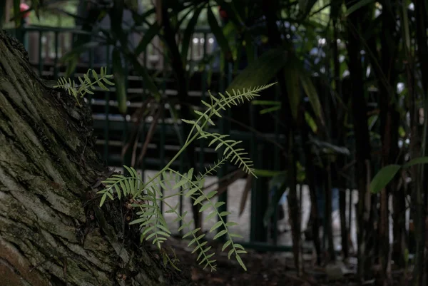 Puzzle plant Stock Photos, Royalty Free Puzzle plant Images | Depositphotos