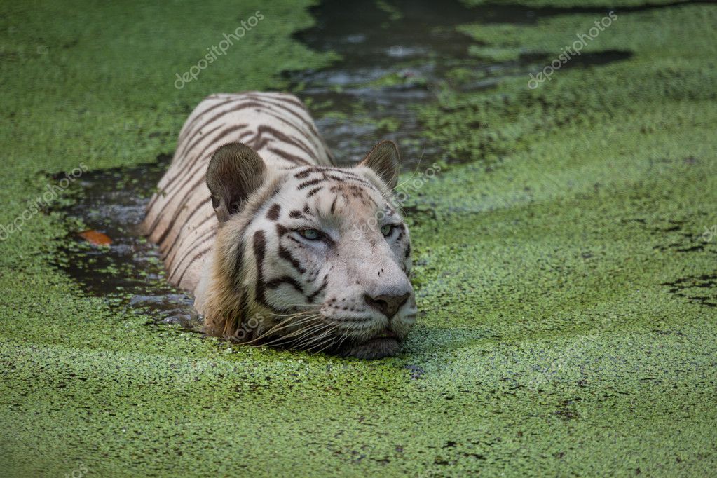 White Bengal tiger swims in a swamp - close up shot. Stock Photo by ...