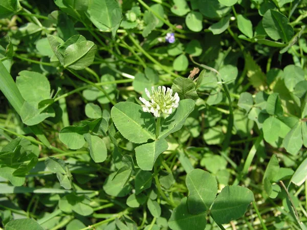 Australian clover Stock Photos, Royalty Free Australian clover Images ...