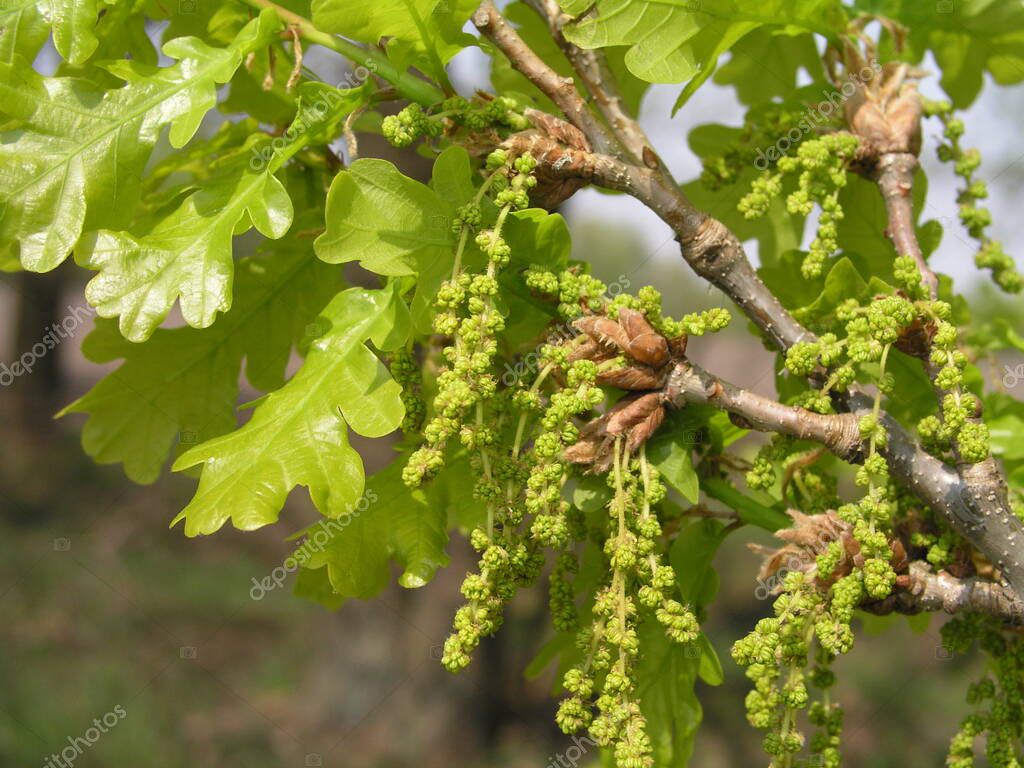 Flores e inflorescencias Quercus pubescens, roble downy o hojas de ...