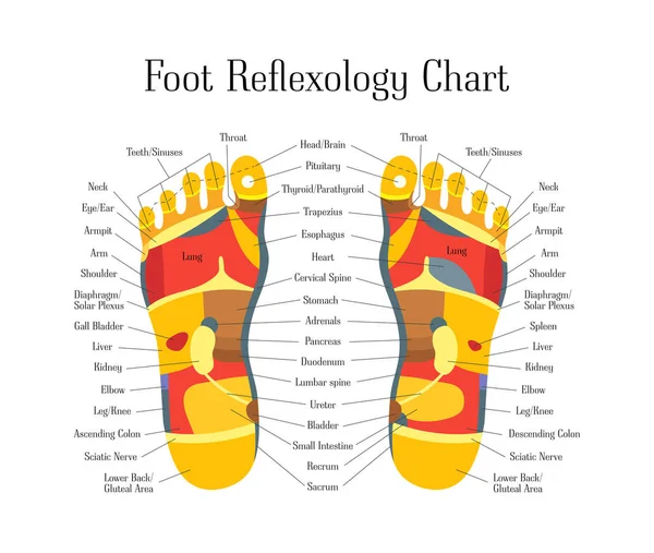 100,000 Reflexology Vector Images | Depositphotos