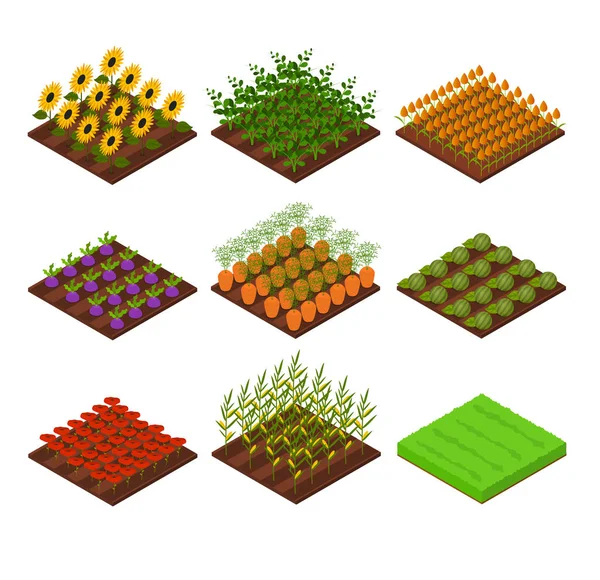 21,120,977 Corn isometric Vector Images | Depositphotos