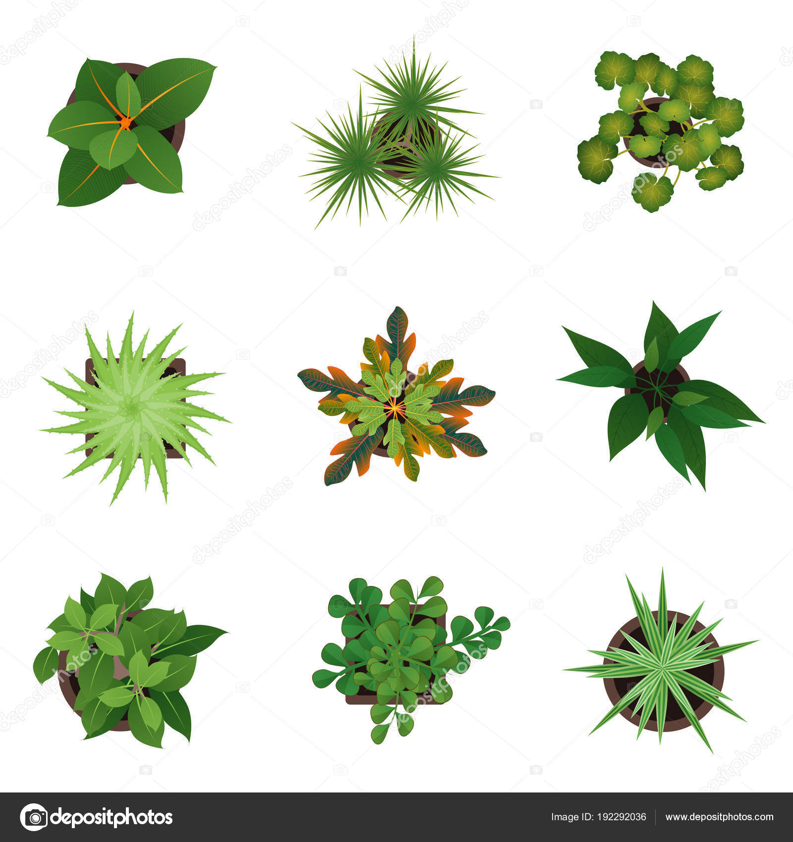 Plant Top View Vector