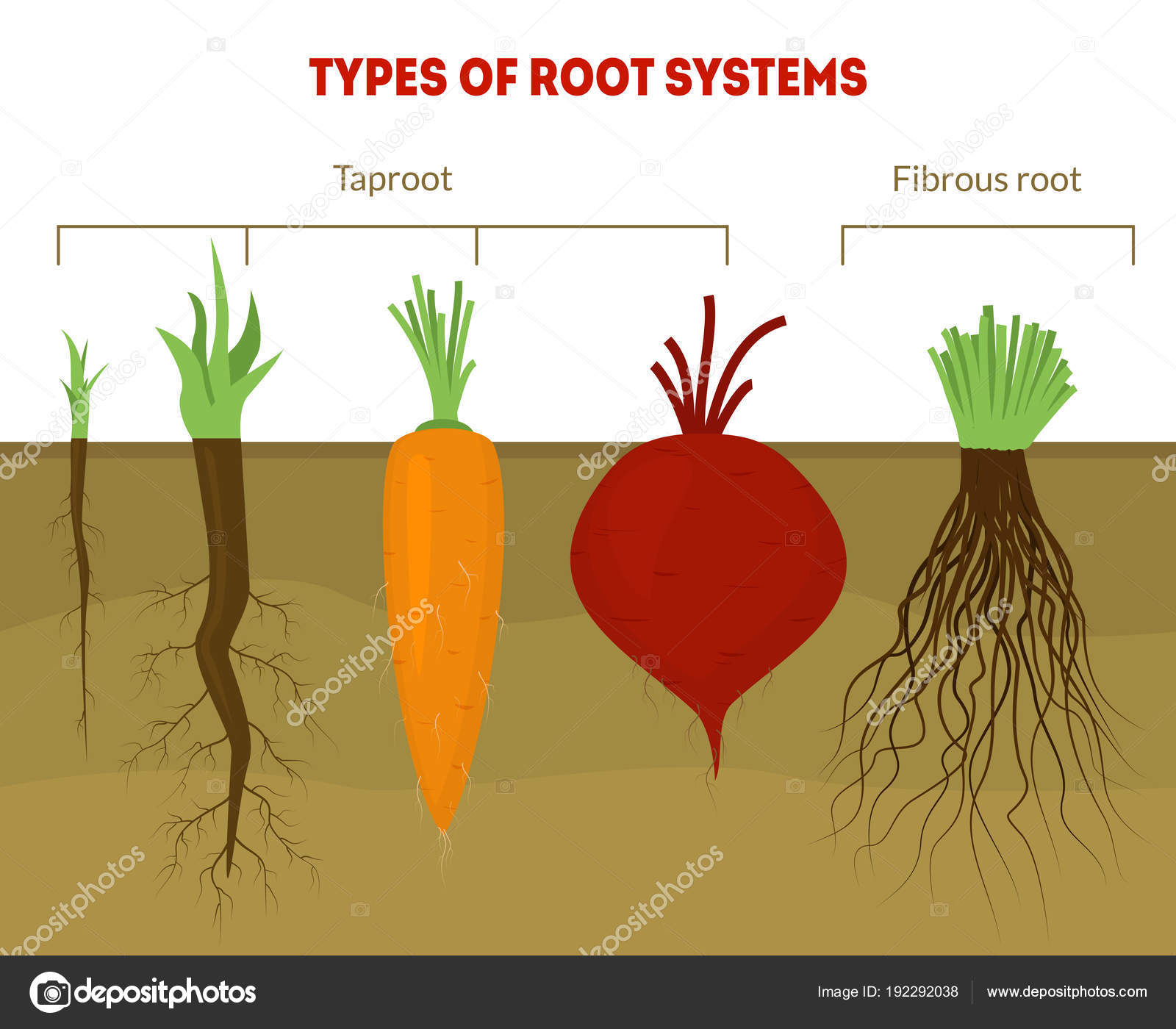 Cartoon Types Root Systems Card Poster. Vector Stock Vector Image by ... Cartoon Types Root Systems Card Poster. Vector Stock Vector Image by ...