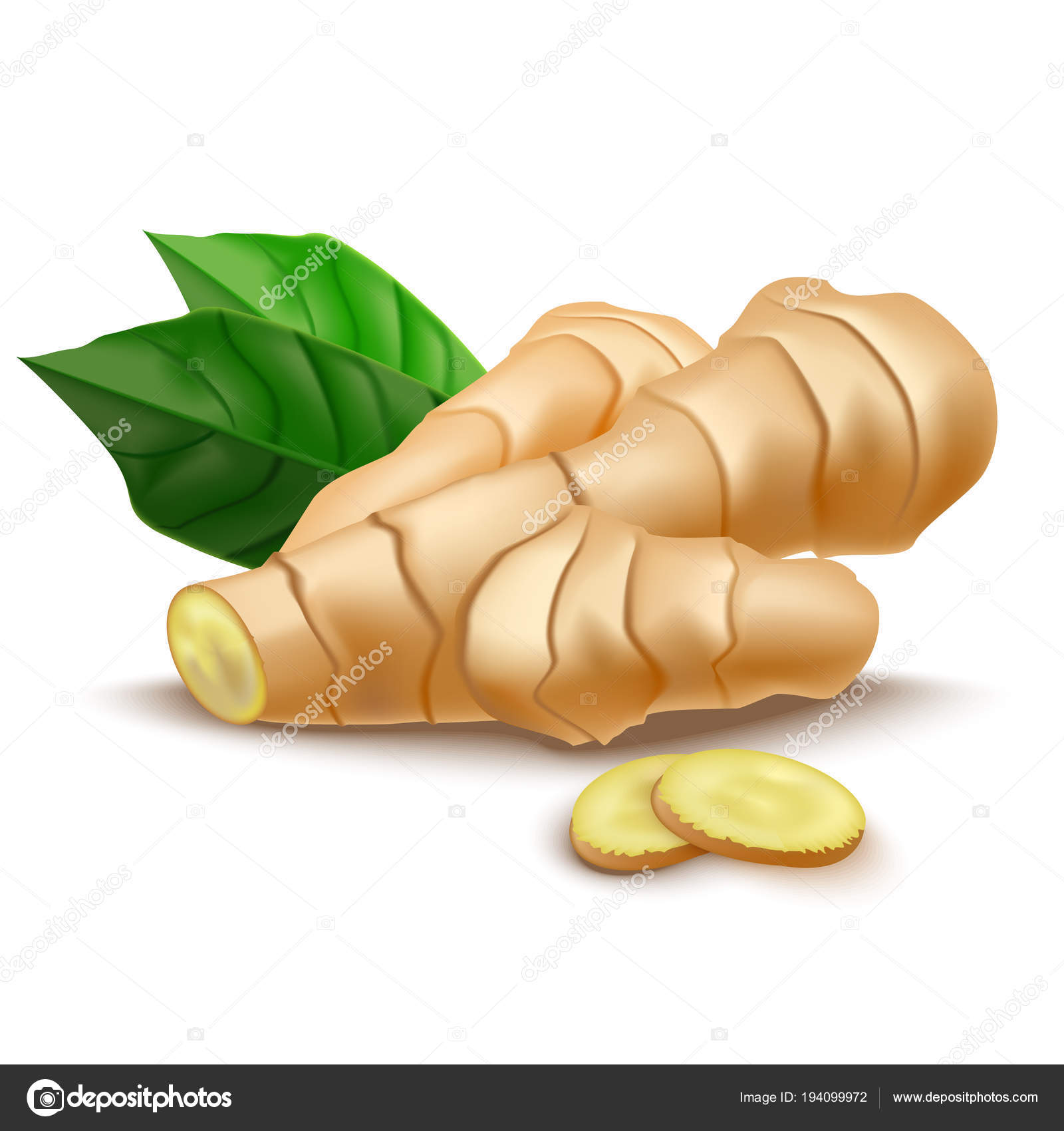 Ginger Plant Vector