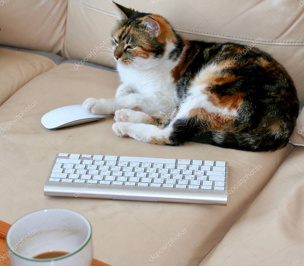 Trabajo duro de freelancer. Gato en el sofá con ratón de ordenador y ...