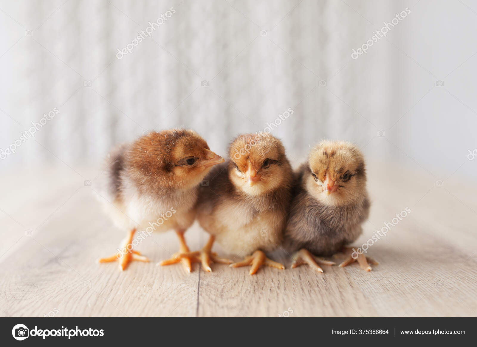 Newborn Fluffy Fledgling Chickens Light Background Symbol Spring ...