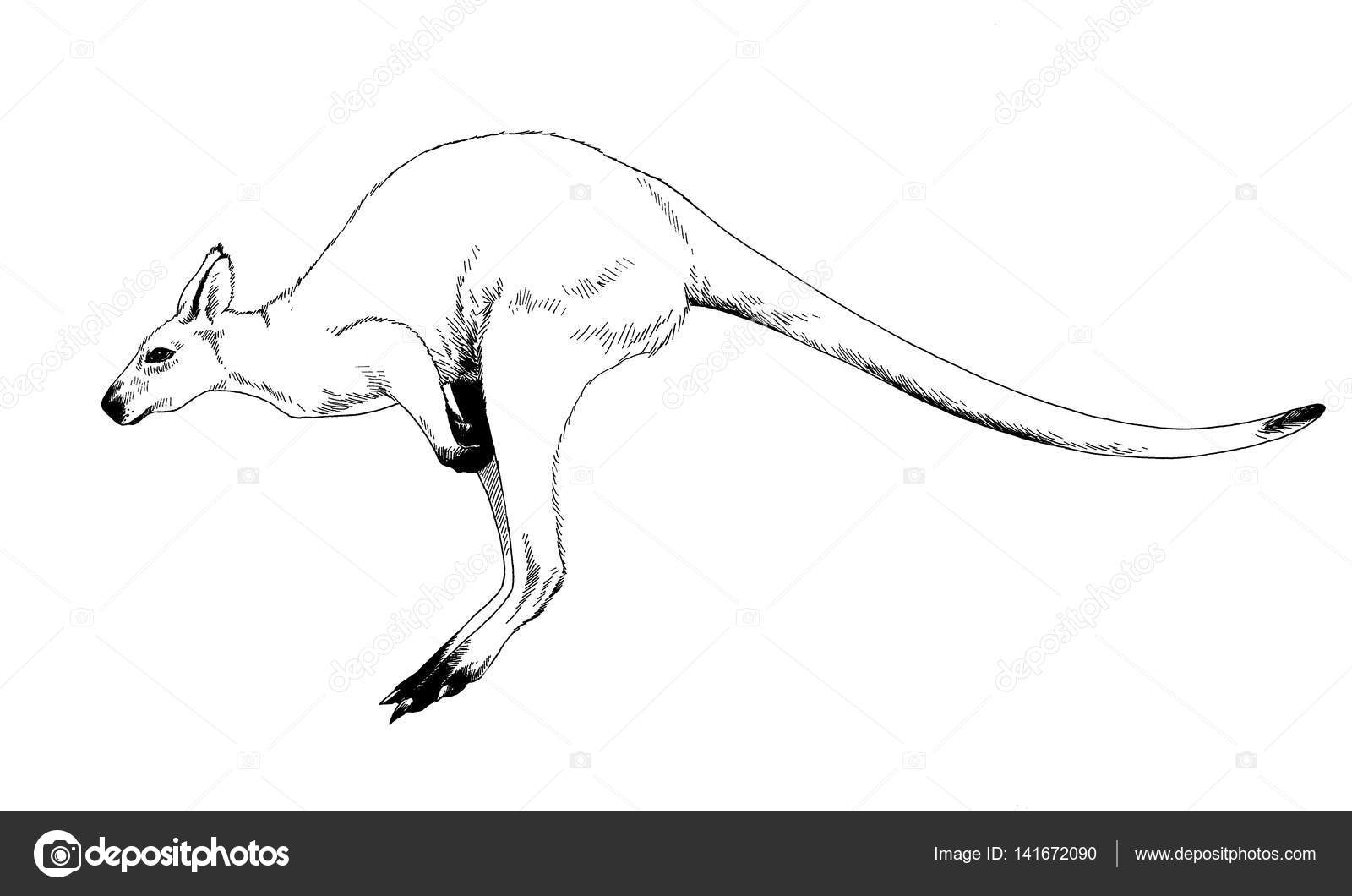 Kangaroo Jumping Drawing