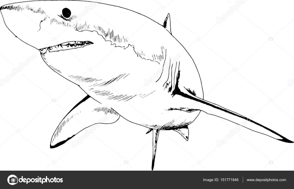 Egy nagy fehér cápa tintával húzott egy fehér háttér — Stock Vektor ...