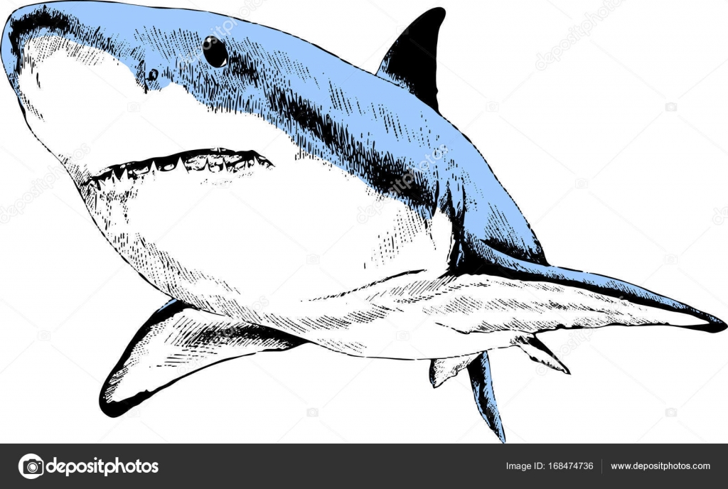 A shark drawn in ink on a white background Stock Vector by ©evgo1977 ...