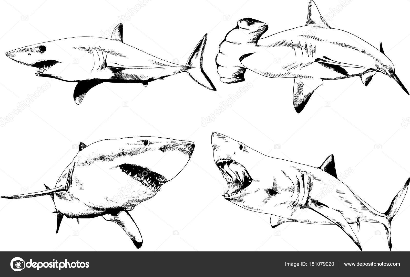 Shark Predation Drawing