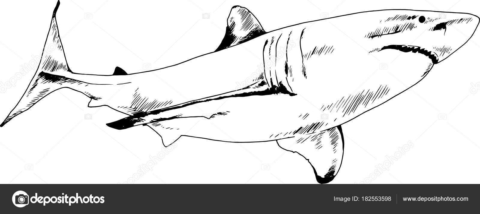 Great White Shark Drawing
