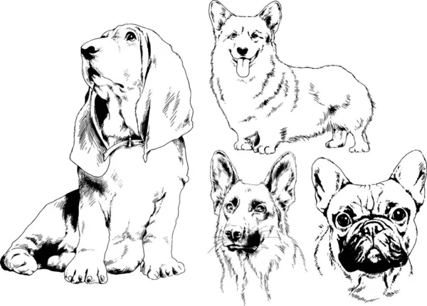 Four dogs Stock Photos, Royalty Free Four dogs Images | Depositphotos