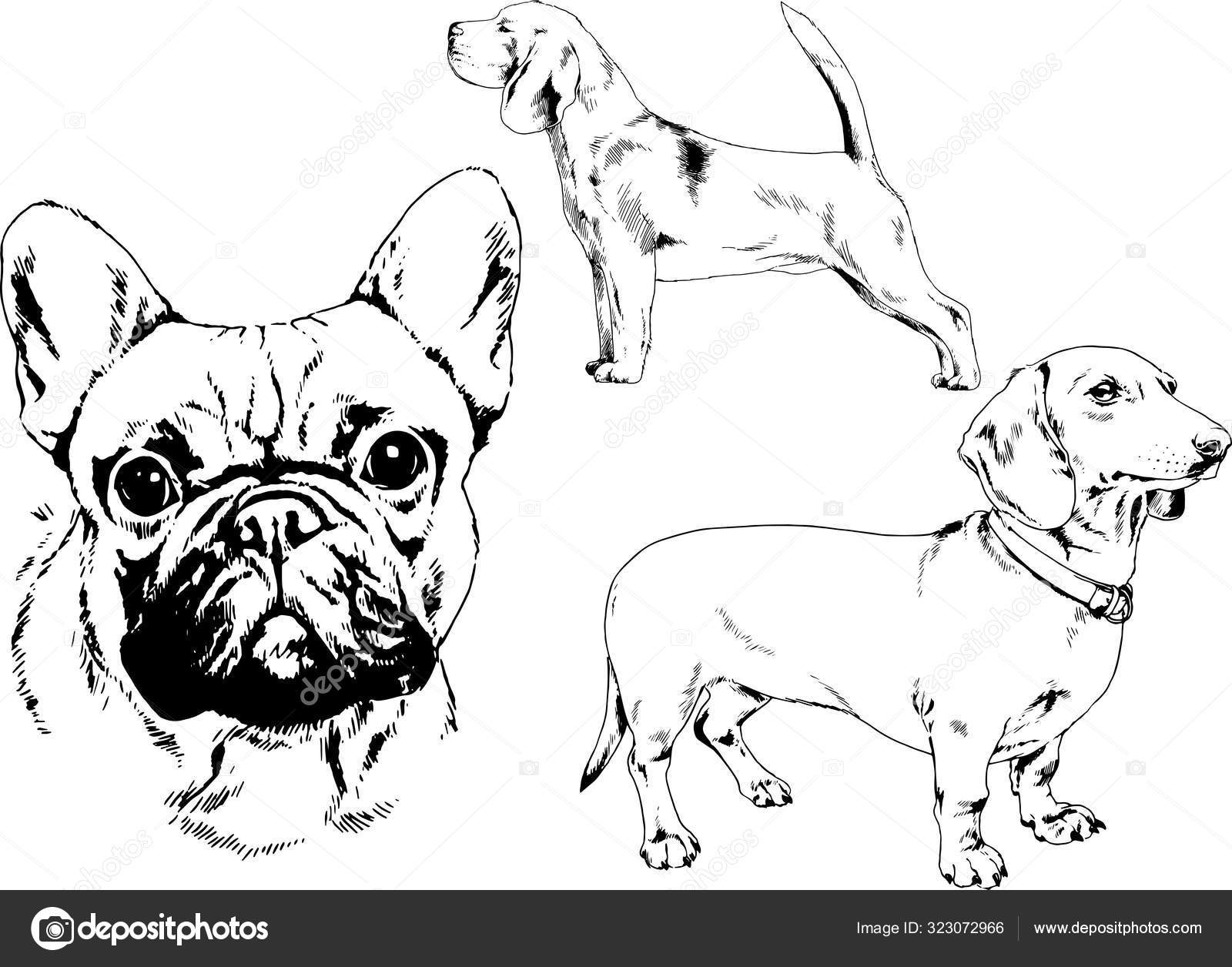 Have A Info About How To Draw Different Breeds Of Dogs - Gagdark