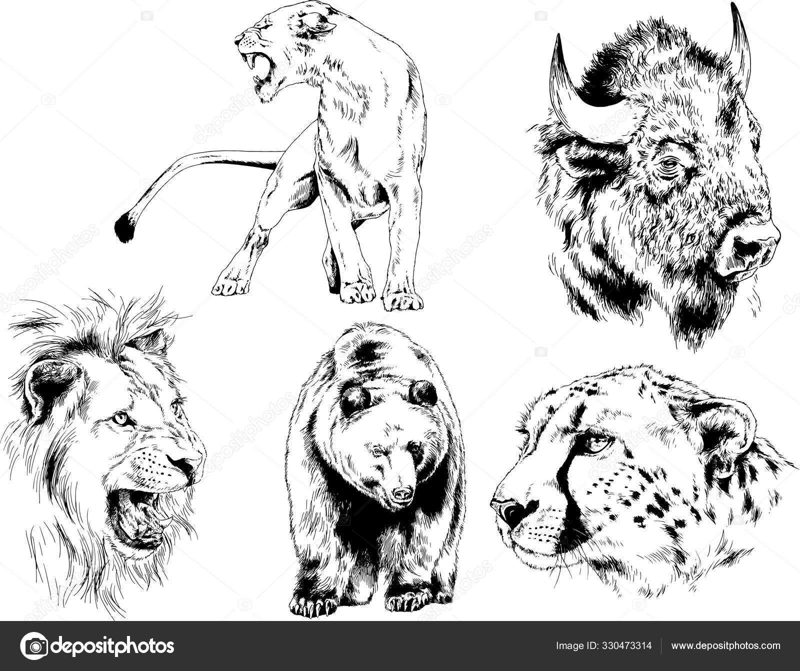 Set Vector Drawings Various Animals Predators Herbivores Hand Drawn ...