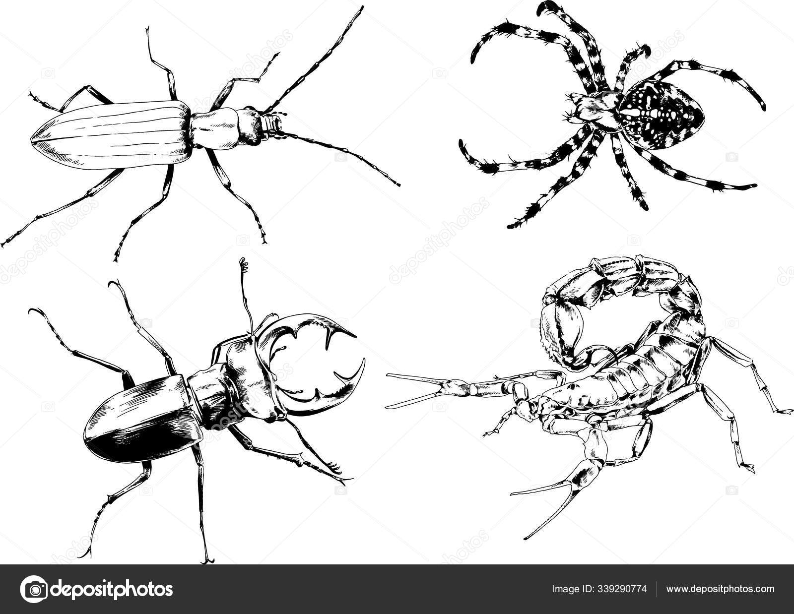 Vector Drawings Sketches Different Insects Bugs Scorpions Spiders Drawn ...