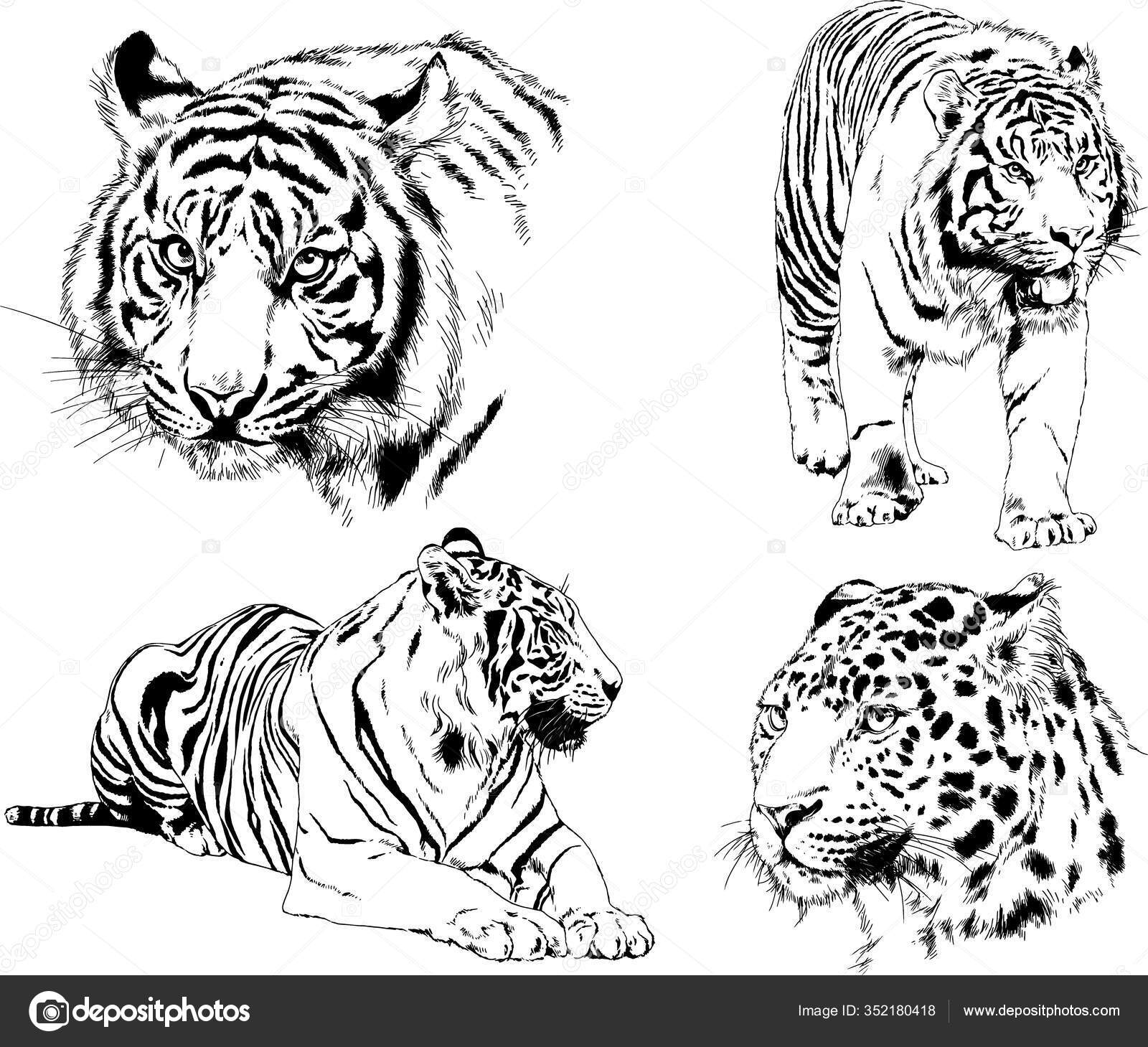 Vector Drawings Sketches Different Predator Tigers Lions Cheetahs ...