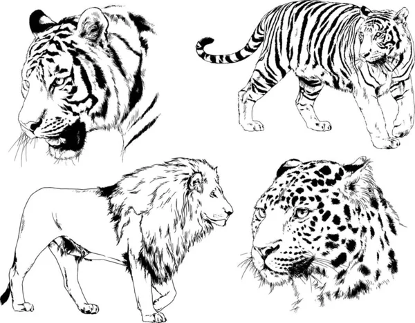 Panther cartoon illustration coloring book Vektor Stok, Ilustrasi ...