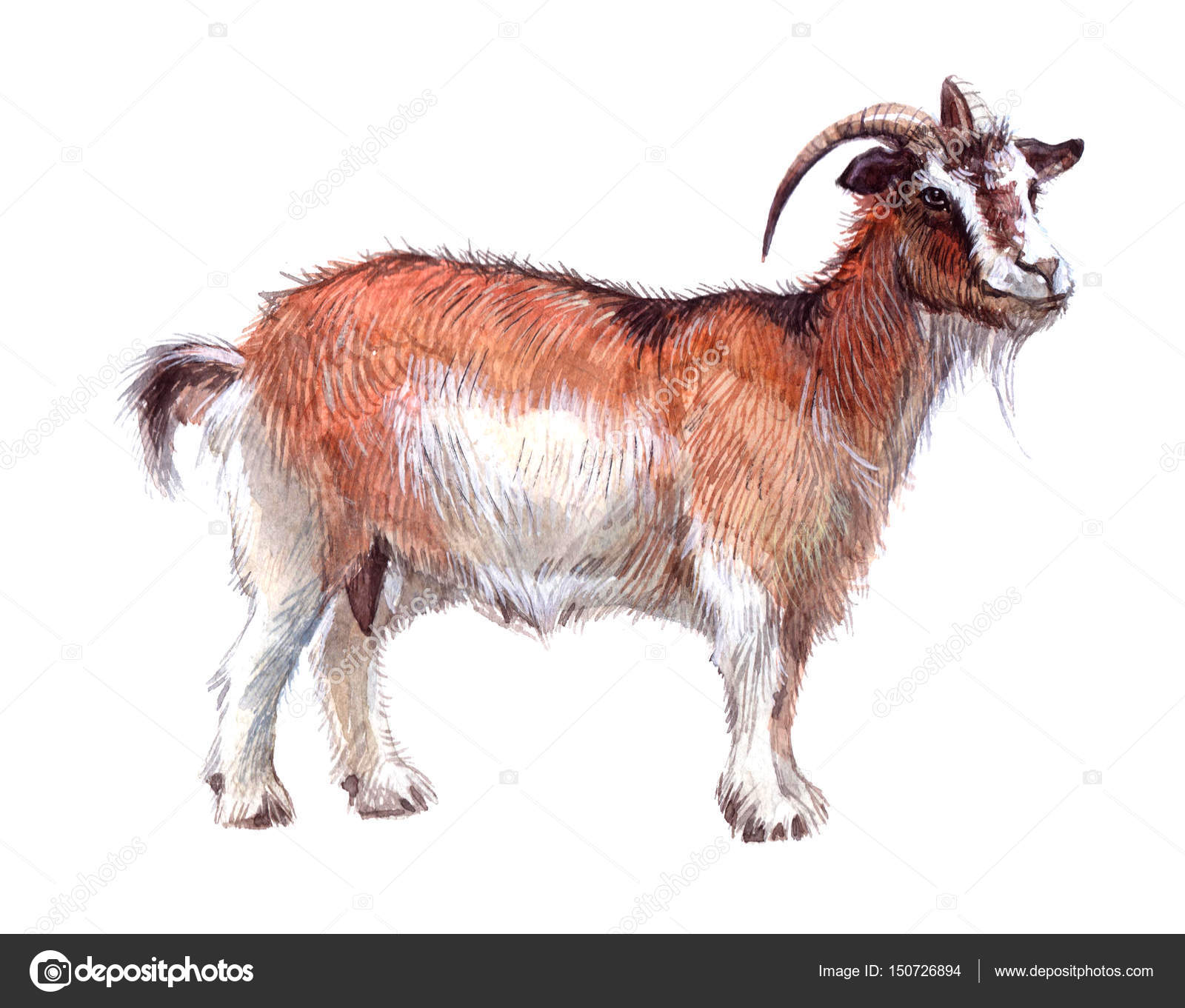 Watercolor single goat animal isolated Stock Illustration by ©makaroff ...