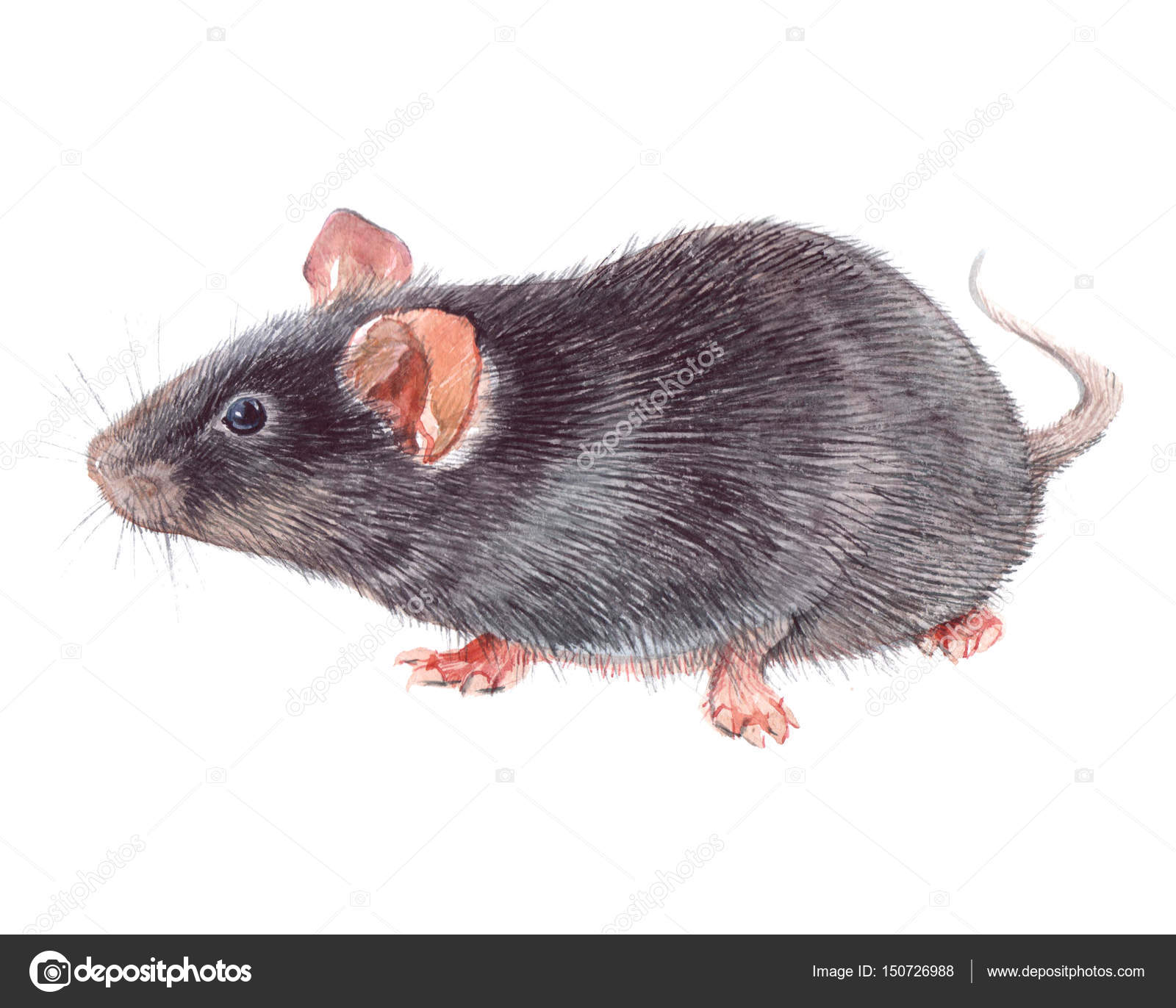 Watercolor single mouse animal isolated Stock Illustration by ©makaroff ...